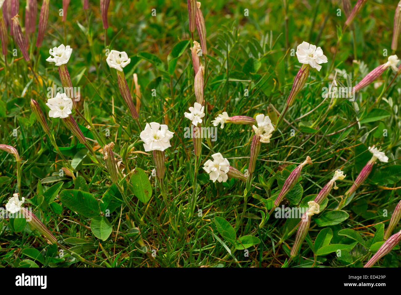 Silene caryophylloides montane plant hi-res stock photography and ...