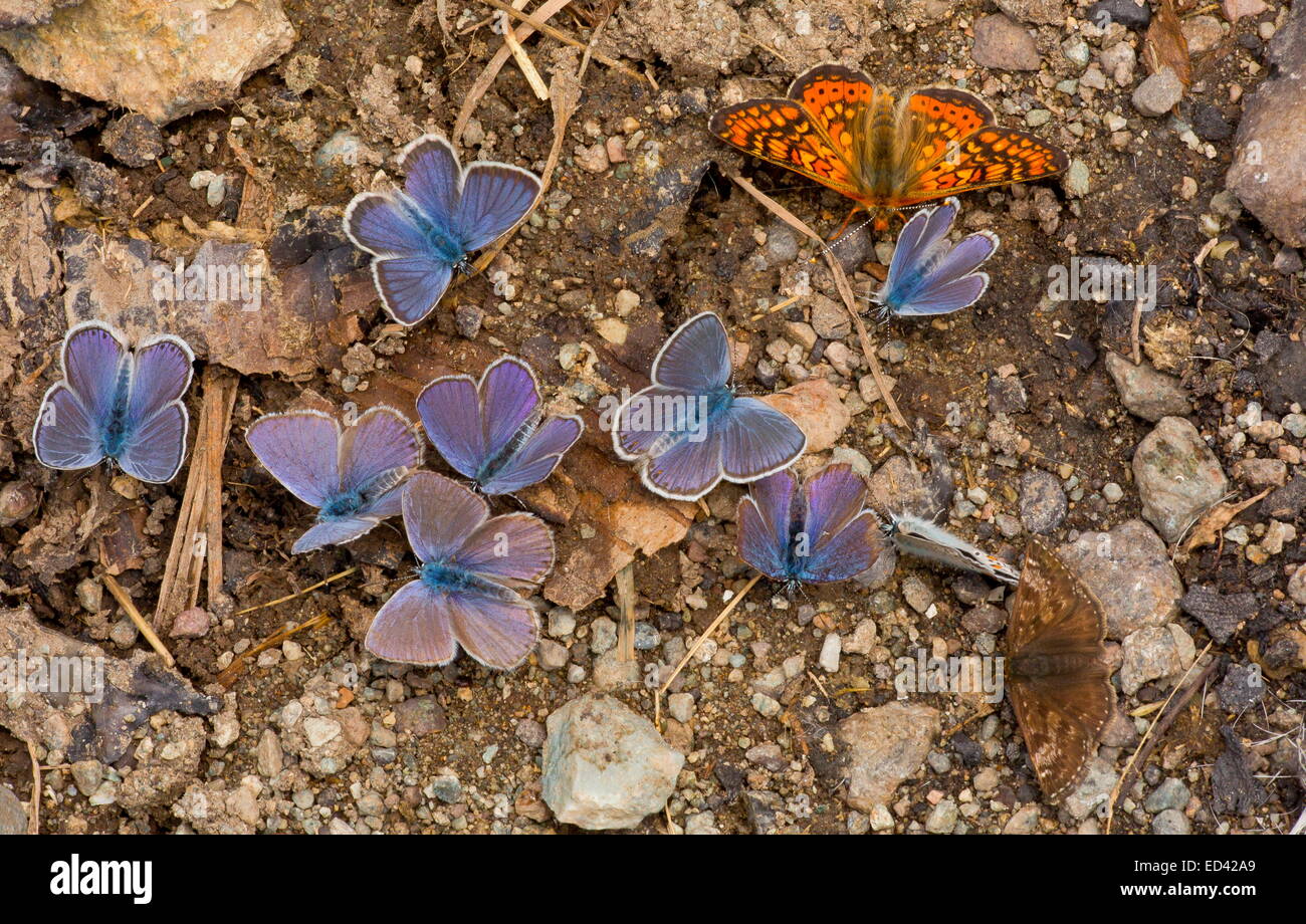 Male butterflies hi-res stock photography and images - Alamy