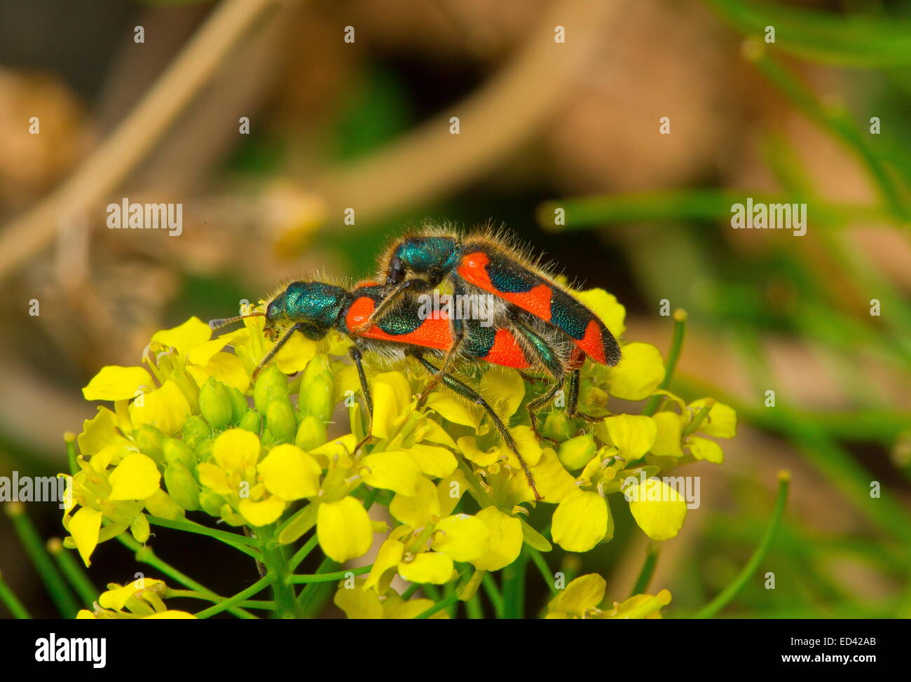 Mating pair of clerid beetles hi-res stock photography and images - Alamy