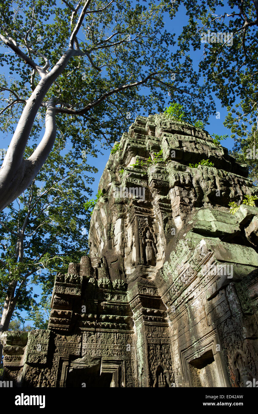 Angkor Wat jungle temple Ta Prohm tower ruins overgrown with strangler ...