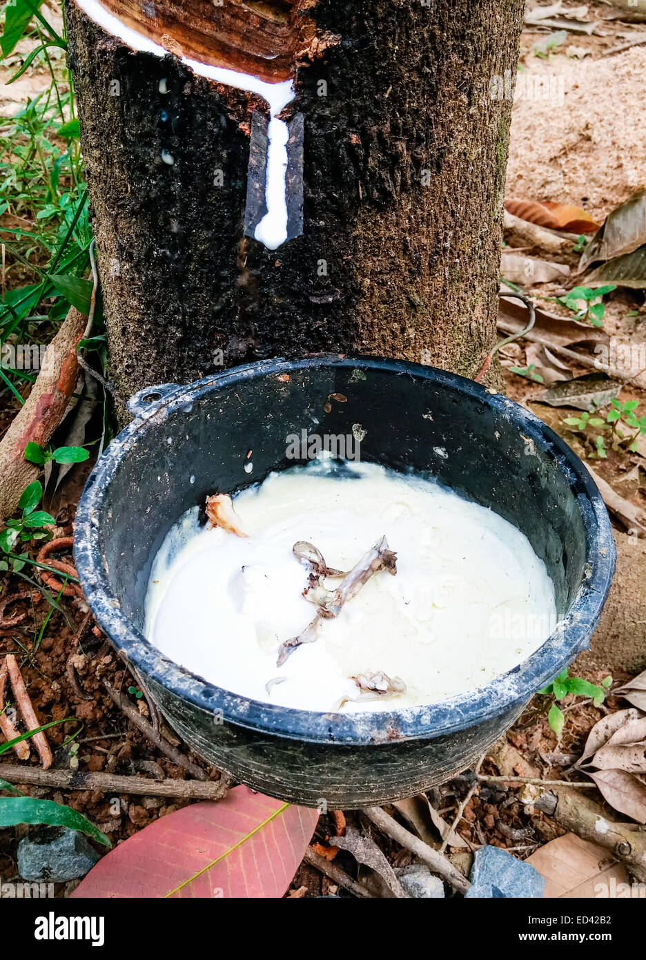 Rubber drip from the rubber tree in the southern of Thailand Stock ...