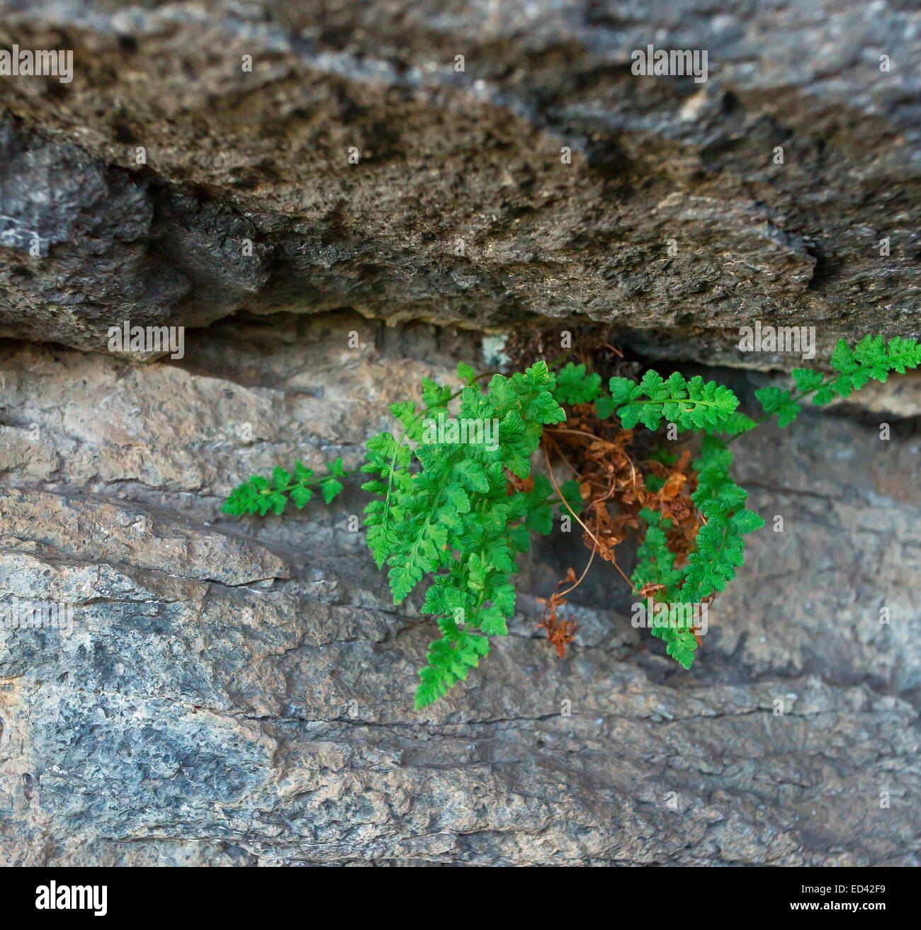 Rare fern hi-res stock photography and images - Alamy