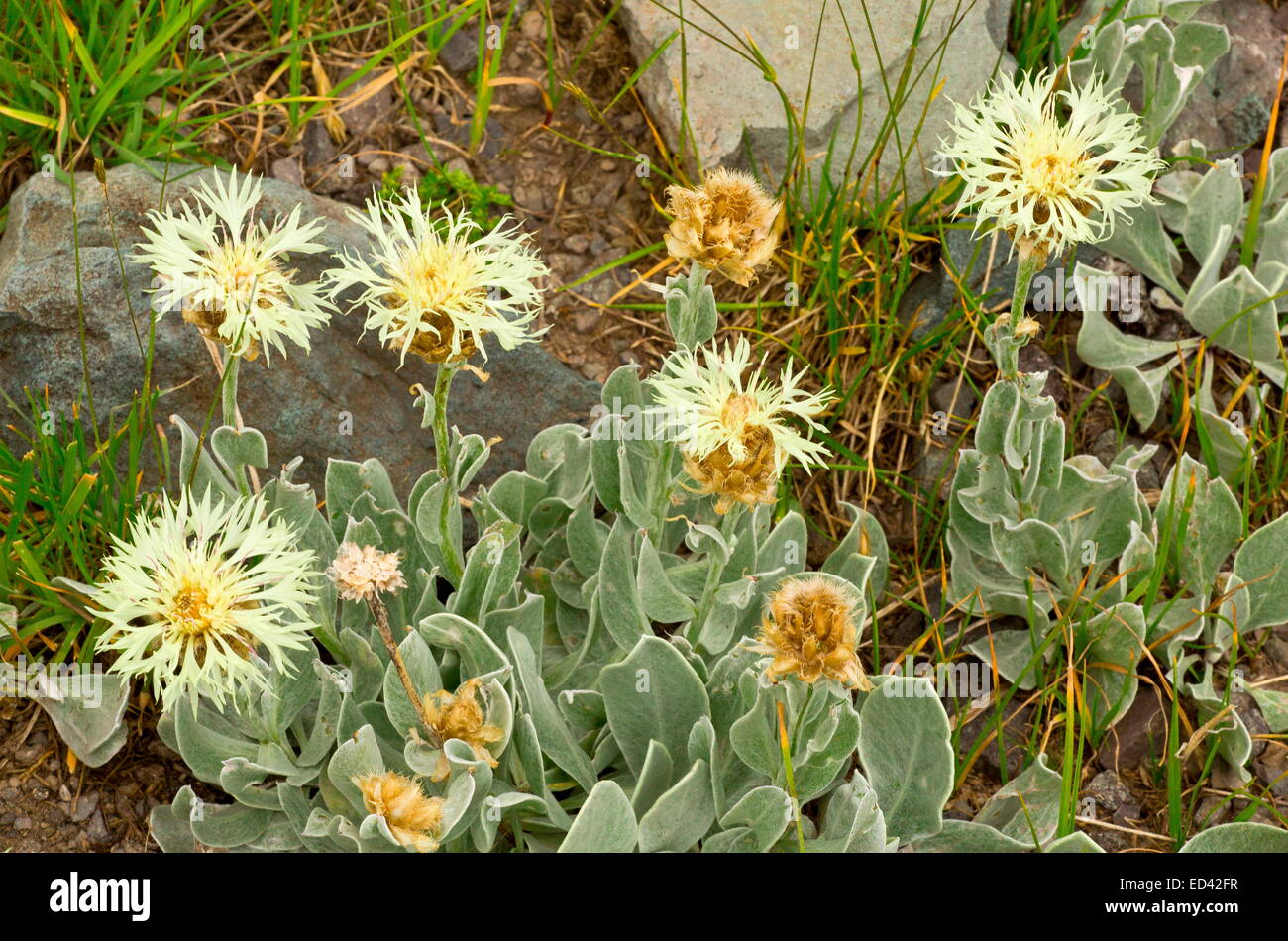 Endemic yellow knapweed hi-res stock photography and images - Alamy