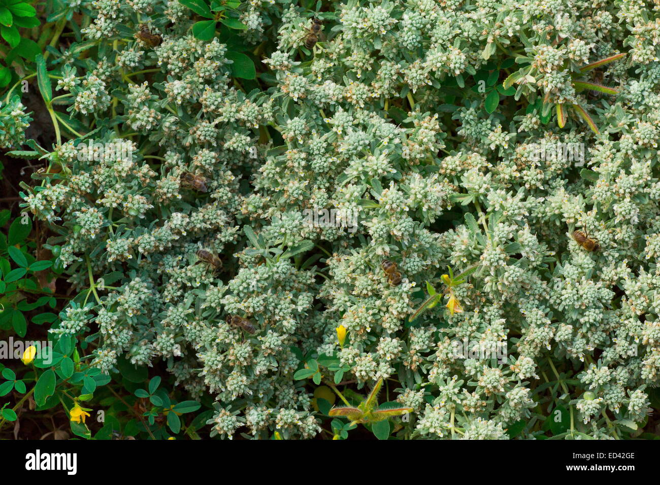 Teucrium Polium High Resolution Stock Photography and Images - Alamy