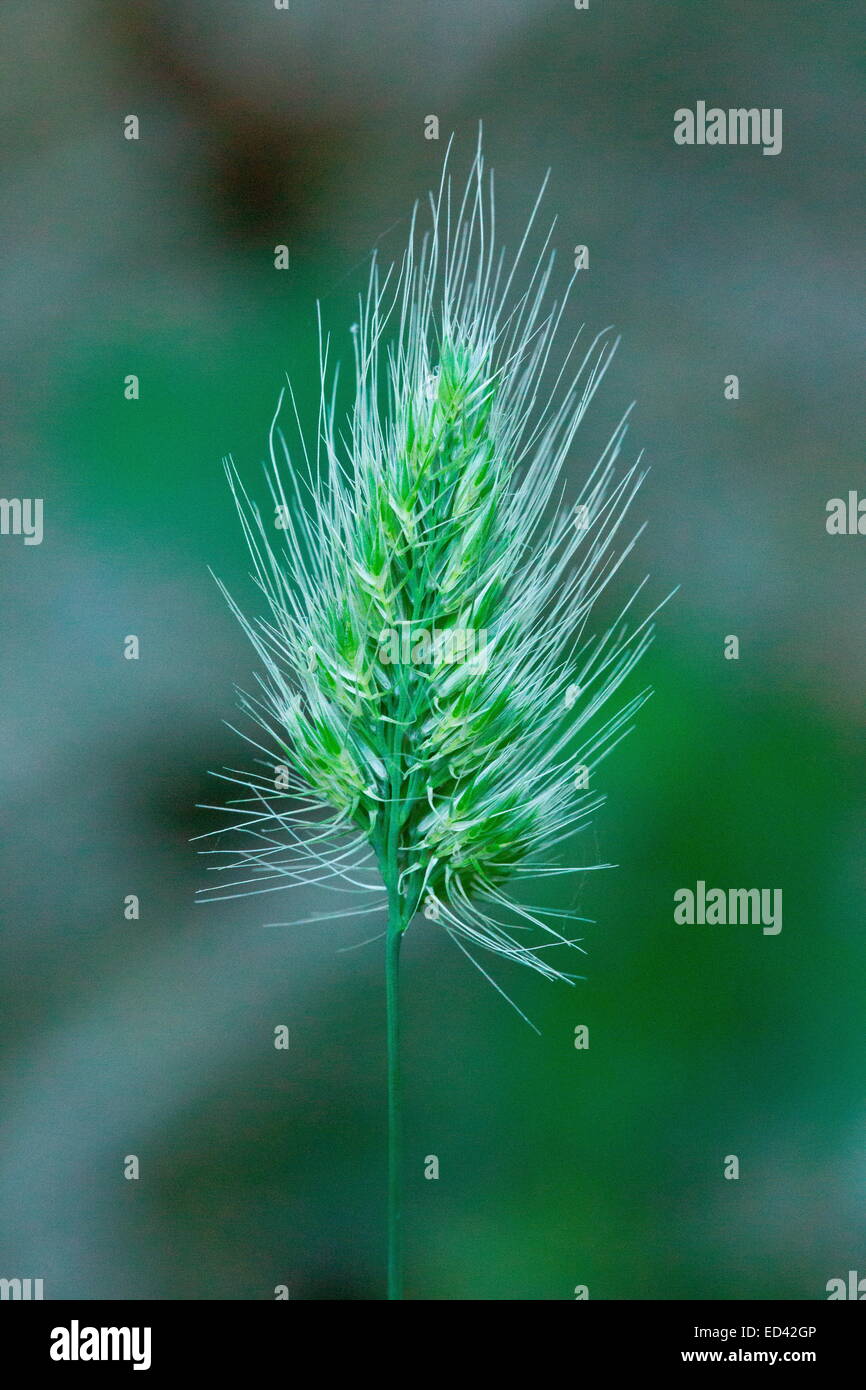 Cynosurus echinatus flowers poaceae hi-res stock photography and images ...