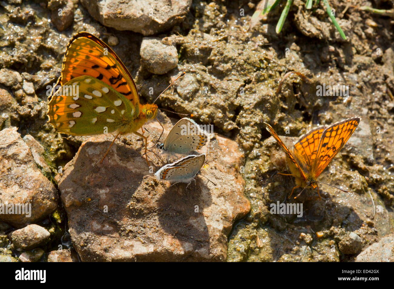 Butterflies mud-puddling incl. Dark Green Fritillary at over 2000m ...