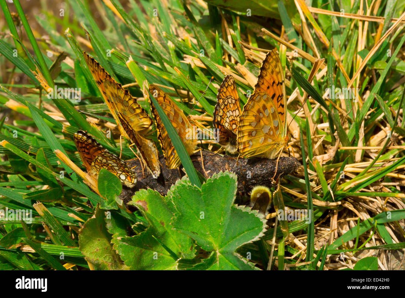 Alpine butterflies hi-res stock photography and images - Alamy