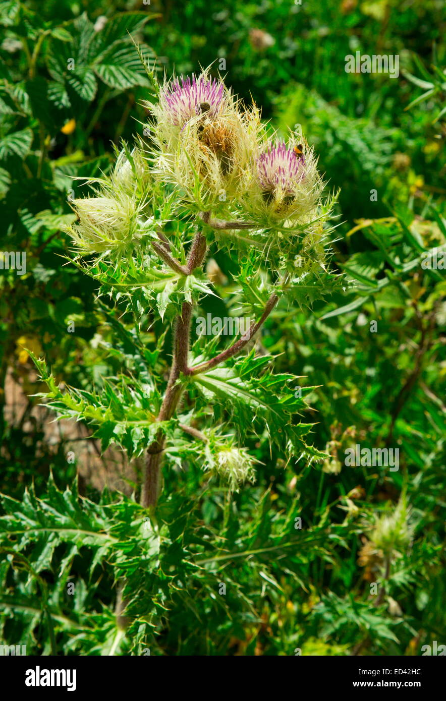 Wildflowers turkey hi-res stock photography and images - Alamy