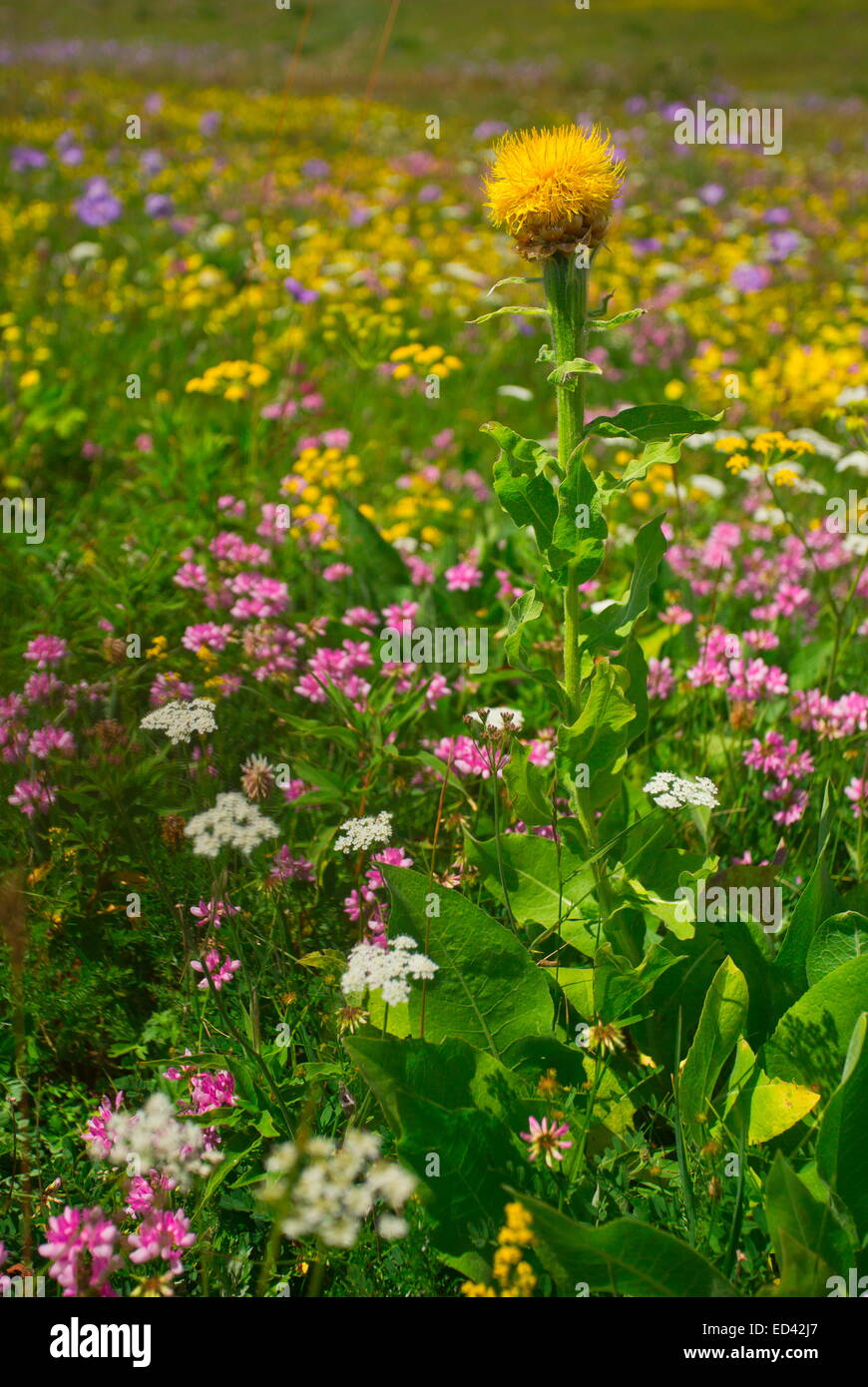 Flowers On Feet High Resolution Stock Photography and Images - Alamy