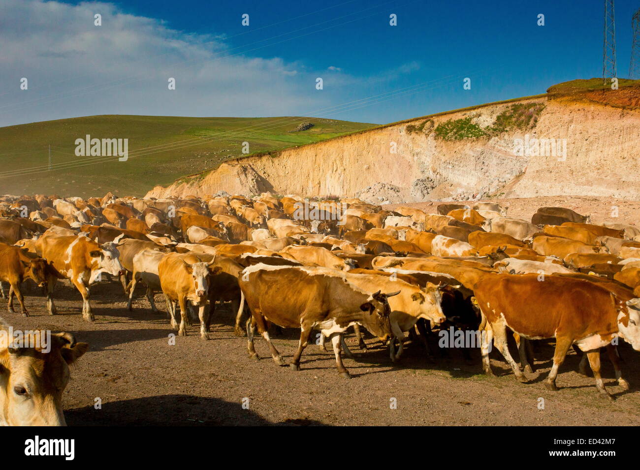 Turkey cows hi-res stock photography and images - Alamy