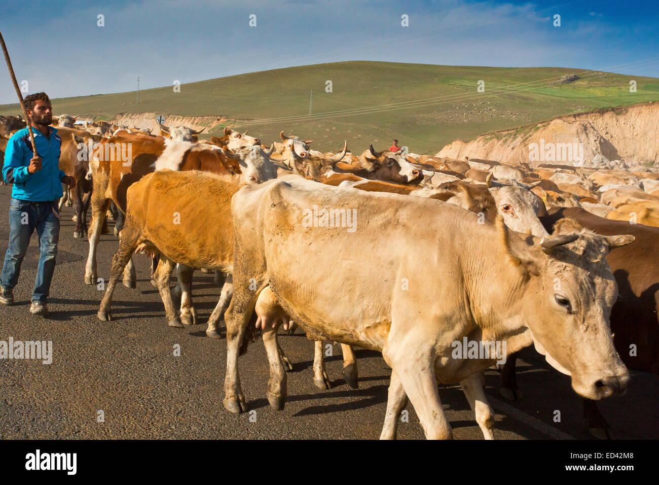 Cowherd with his herd of cows between Ani and Kars in the remote arid ...