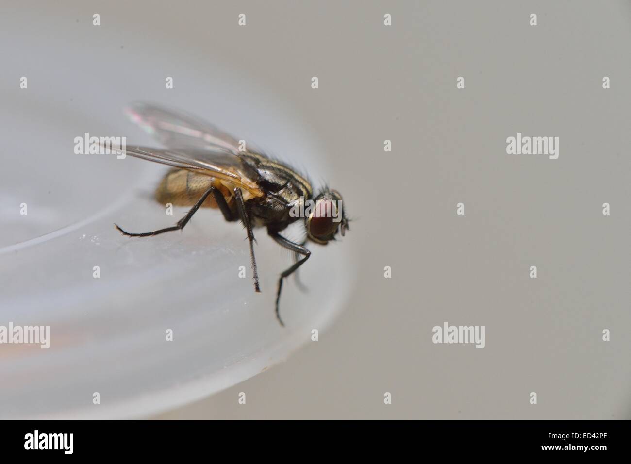 Jar fly hi-res stock photography and images - Alamy