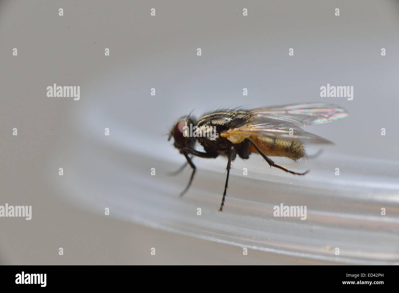 Jar fly hi-res stock photography and images - Alamy