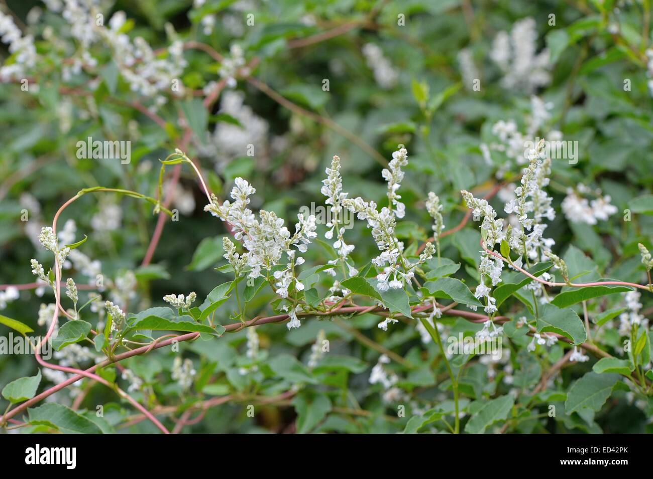 Copse bindweed bilderdykia dumertorum fallopia hi-res stock photography ...