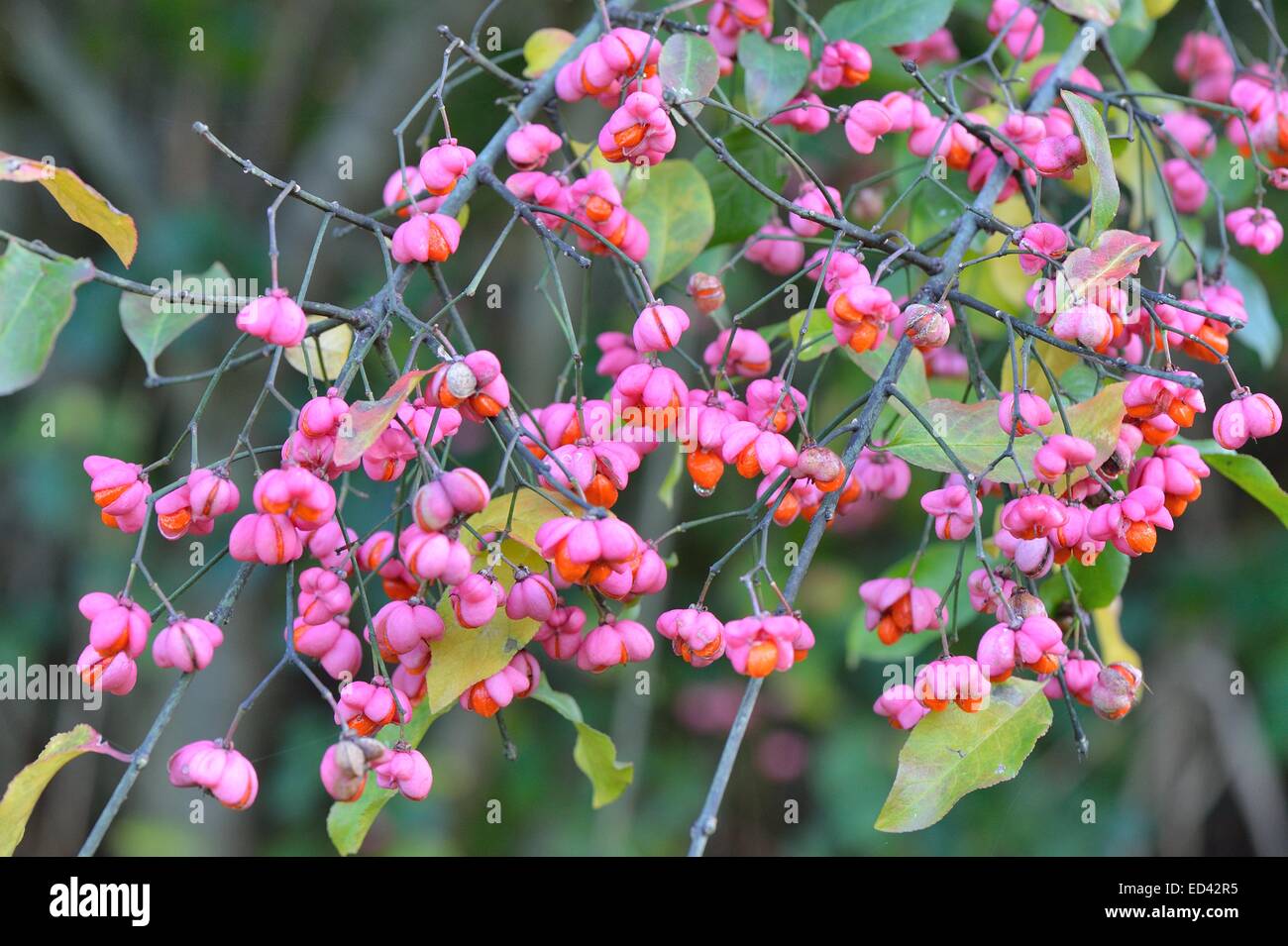 European Spindle - Common Spindle (Euonymus europaeus) in fruit in ...