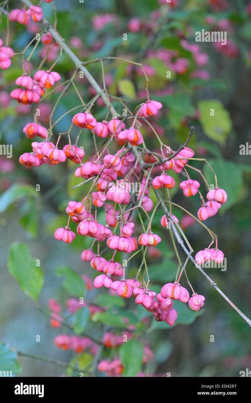 European Spindle - Common Spindle (Euonymus europaeus) in fruit in ...