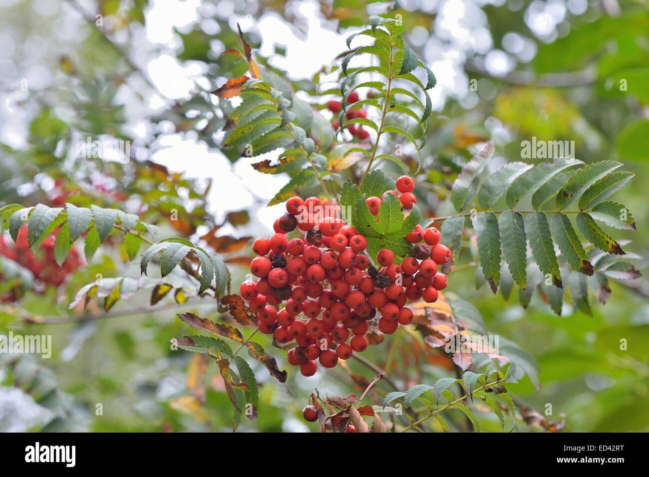 European Mountain Ash High Resolution Stock Photography and Images - Alamy