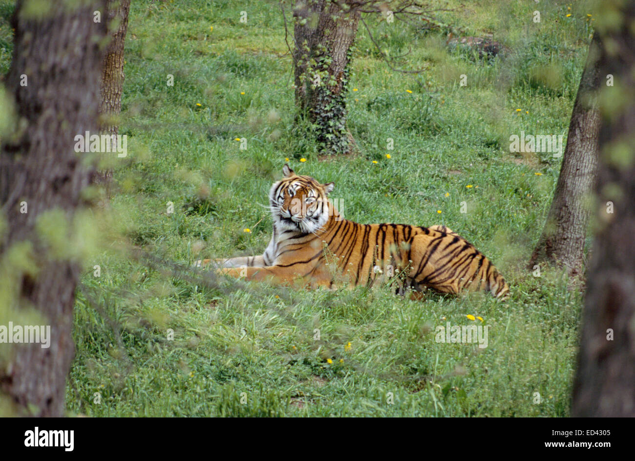 Bengal tiger is grass hi-res stock photography and images - Alamy