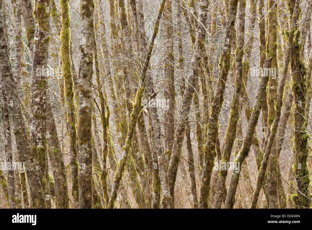 Alder trees, North Fork Siuslaw River, Siuslaw National Forest, Oregon ...