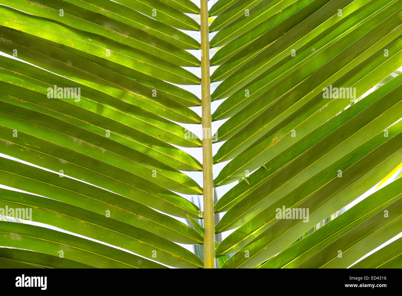 Coconut Tree Leaves Texture