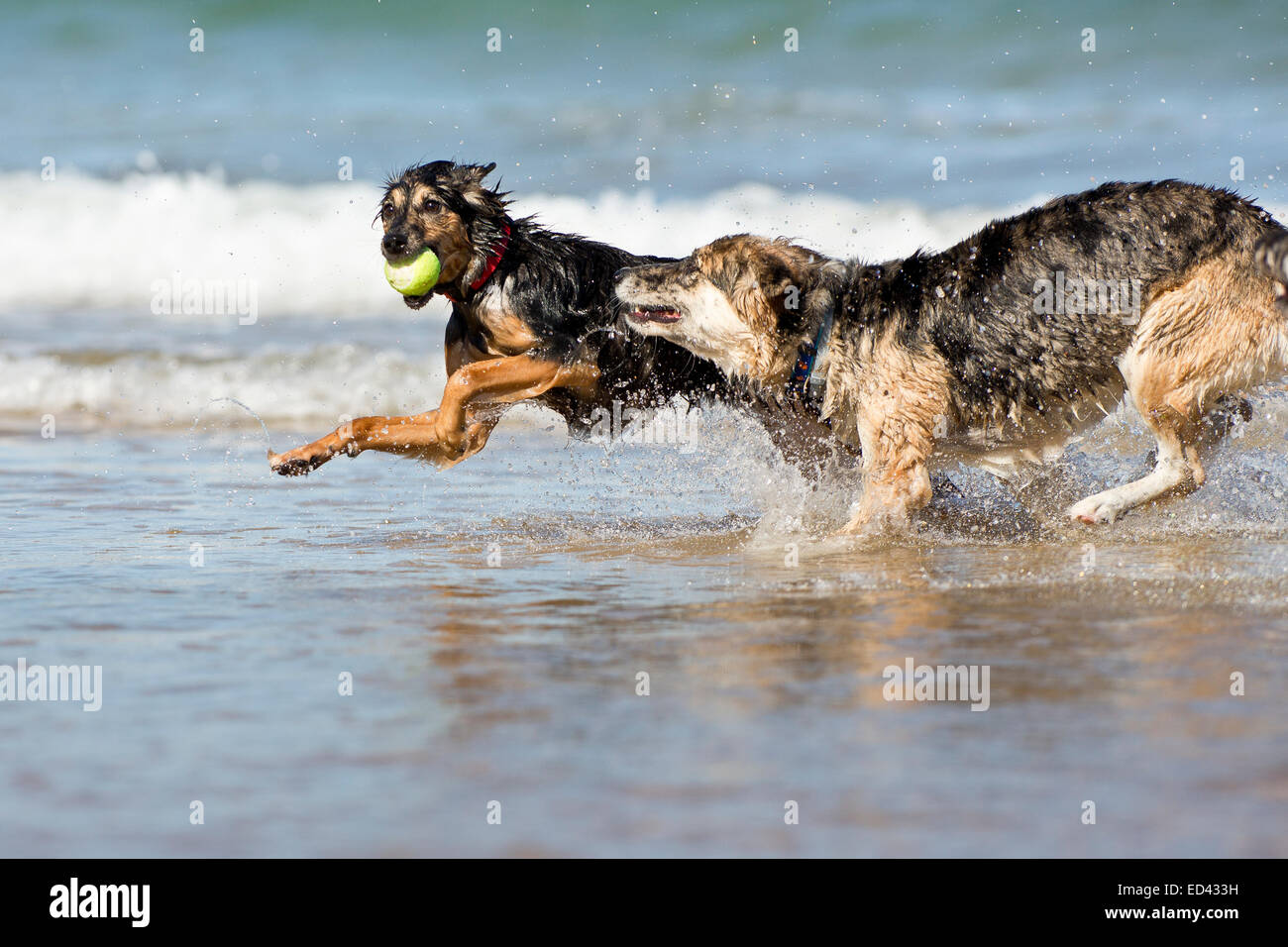 Dogs playing on the beach Stock Photo - Alamy