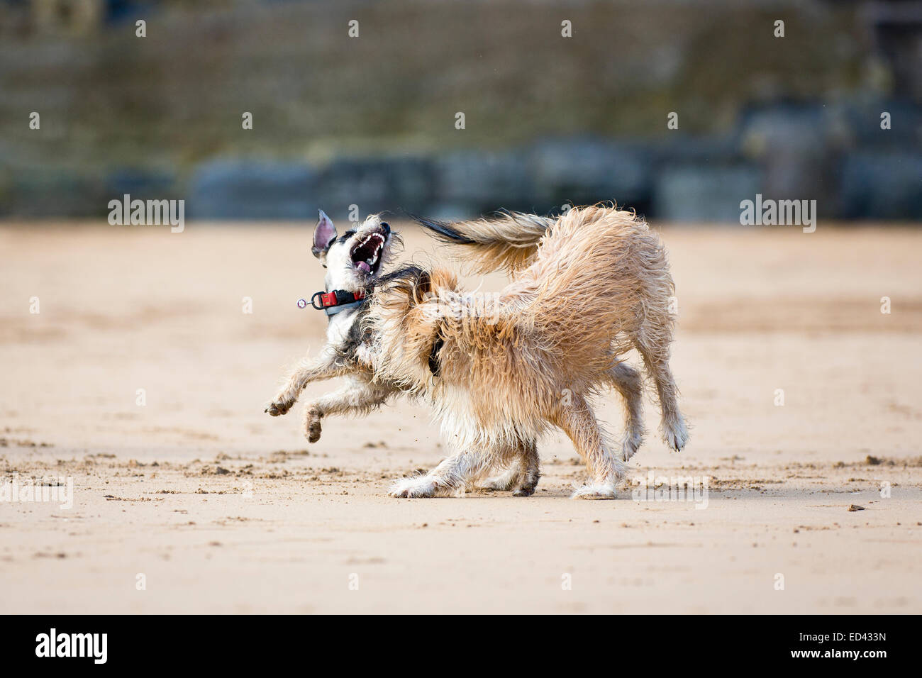 Dogs playing on the beach Stock Photo - Alamy