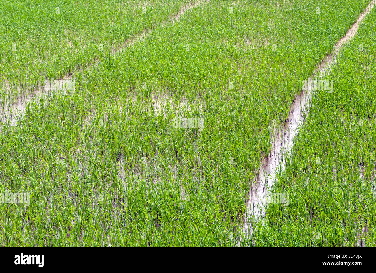 Fresh paddy field in the countryside of Thailand Stock Photo - Alamy
