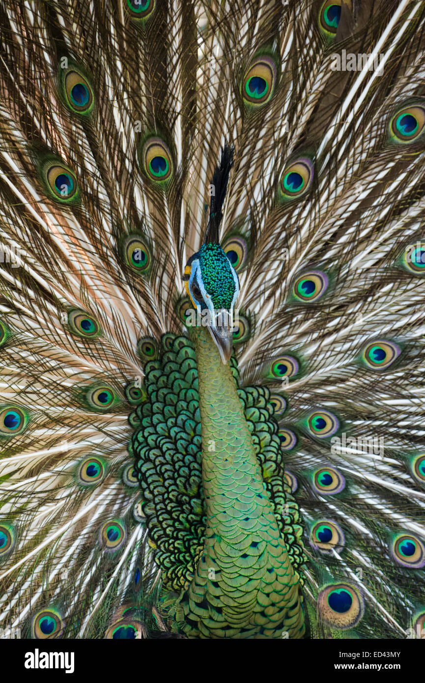 Green Peafowl High Resolution Stock Photography and Images - Alamy