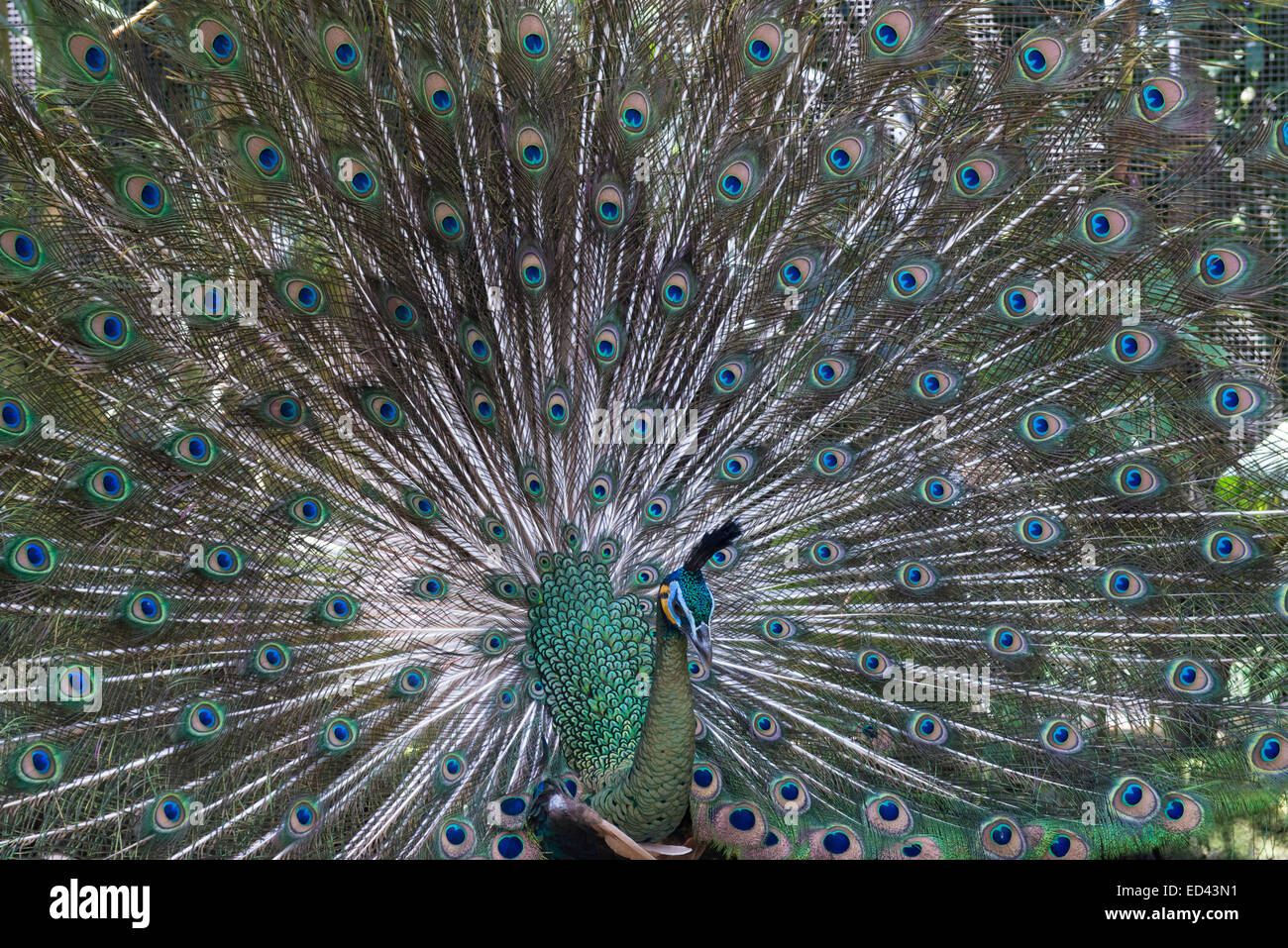 Java green Peafowl (Pavo muticus), Bali Bird Park, Indonesia Stock ...