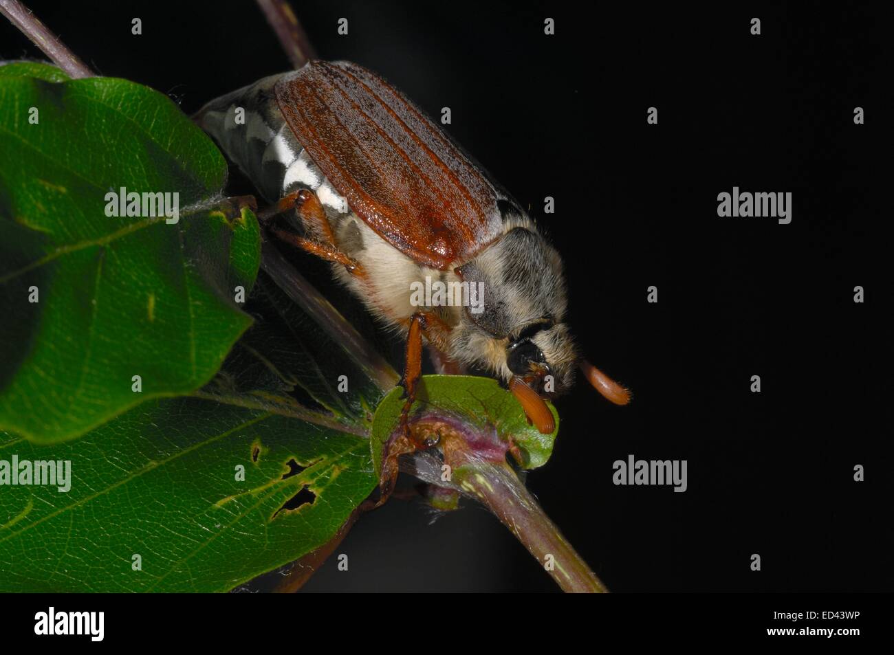 Common Cockchaffer - May Bug (Melolontha melolontha) at night Stock ...