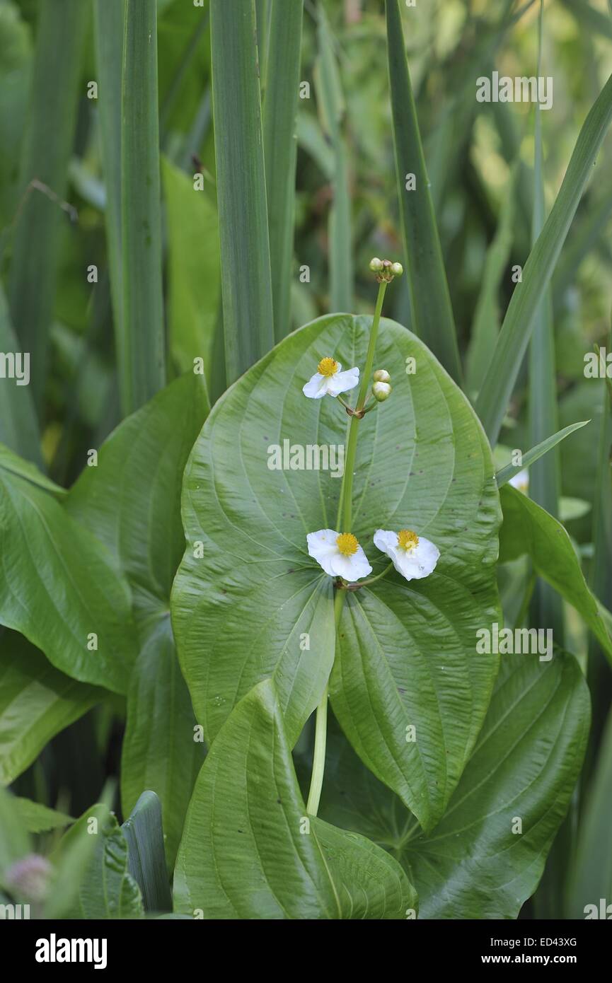 Swamp potato hi-res stock photography and images - Alamy