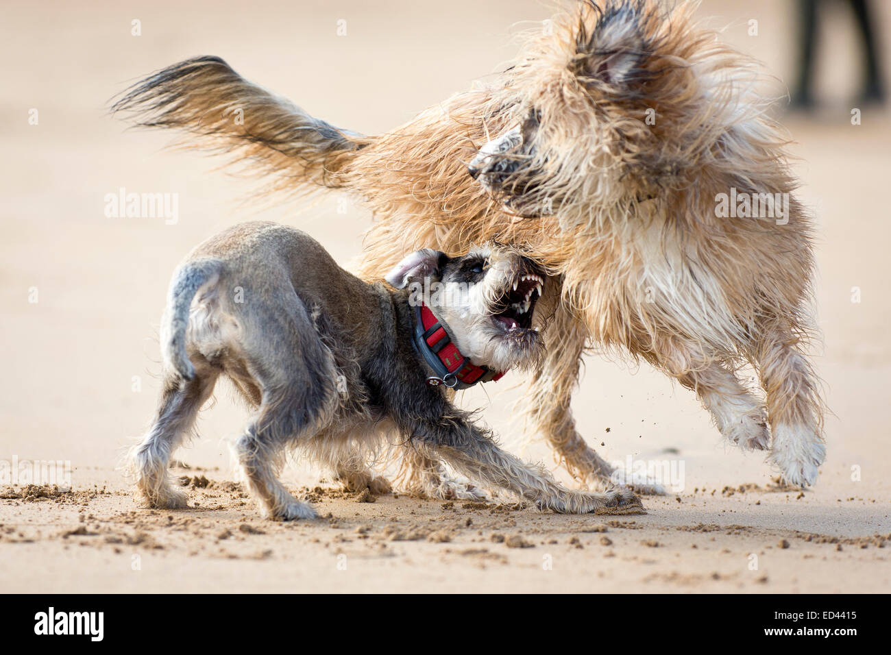 Dogs playing on the beach Stock Photo - Alamy