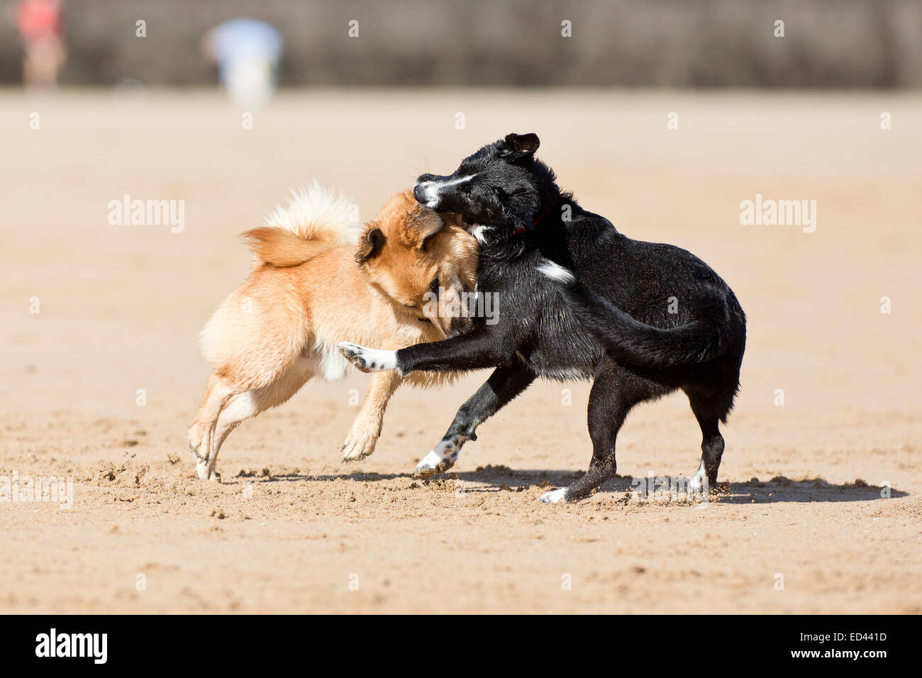 Dogs playing on the beach Stock Photo - Alamy
