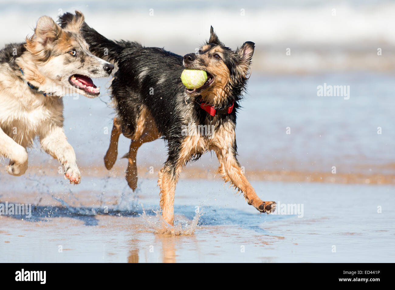 Dogs playing on the beach Stock Photo - Alamy