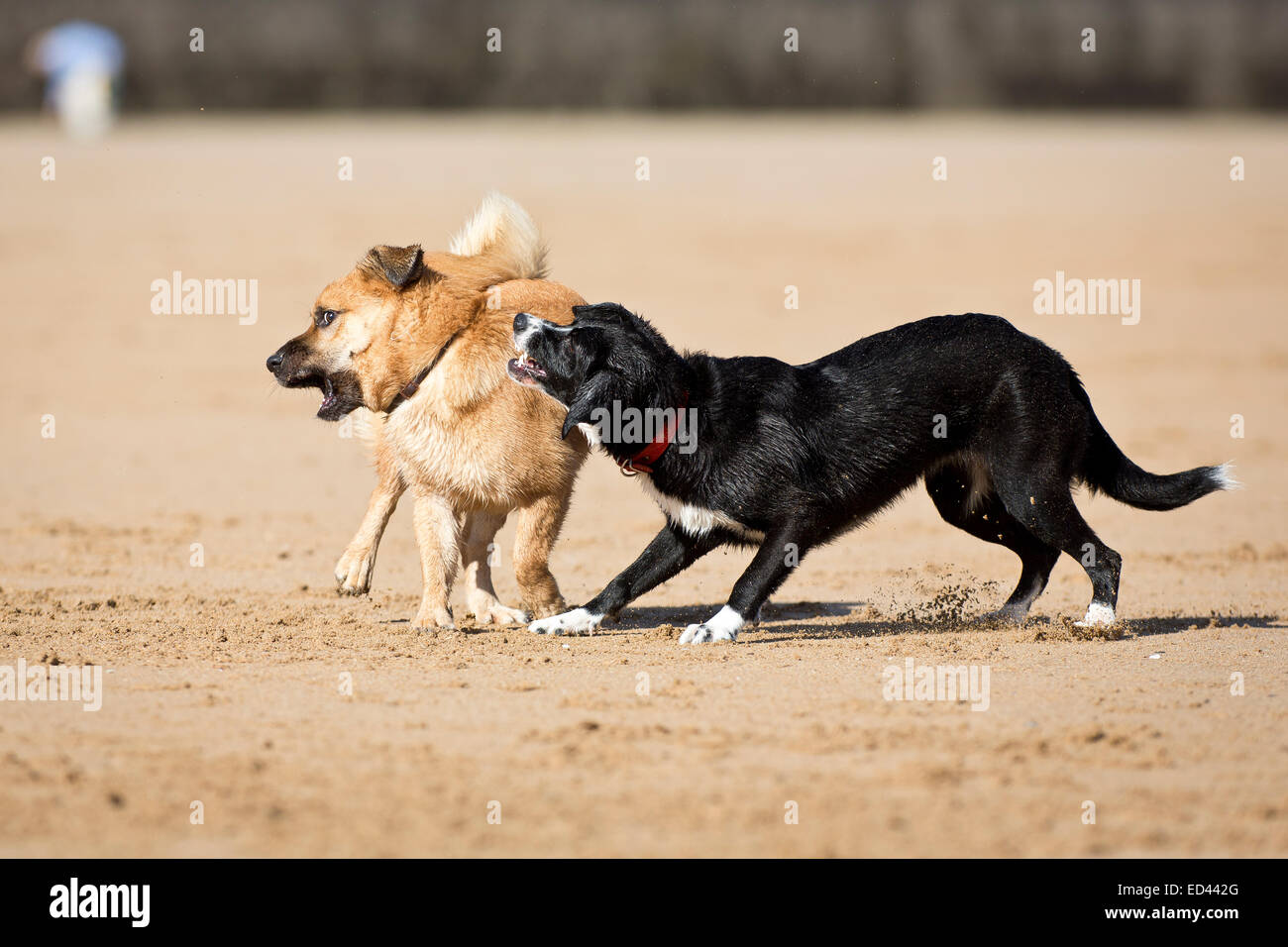 Dogs playing on the beach Stock Photo - Alamy