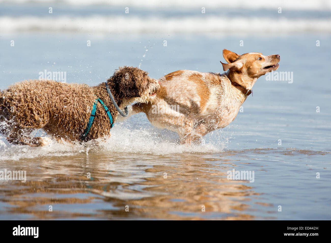 Dogs playing on the beach Stock Photo - Alamy