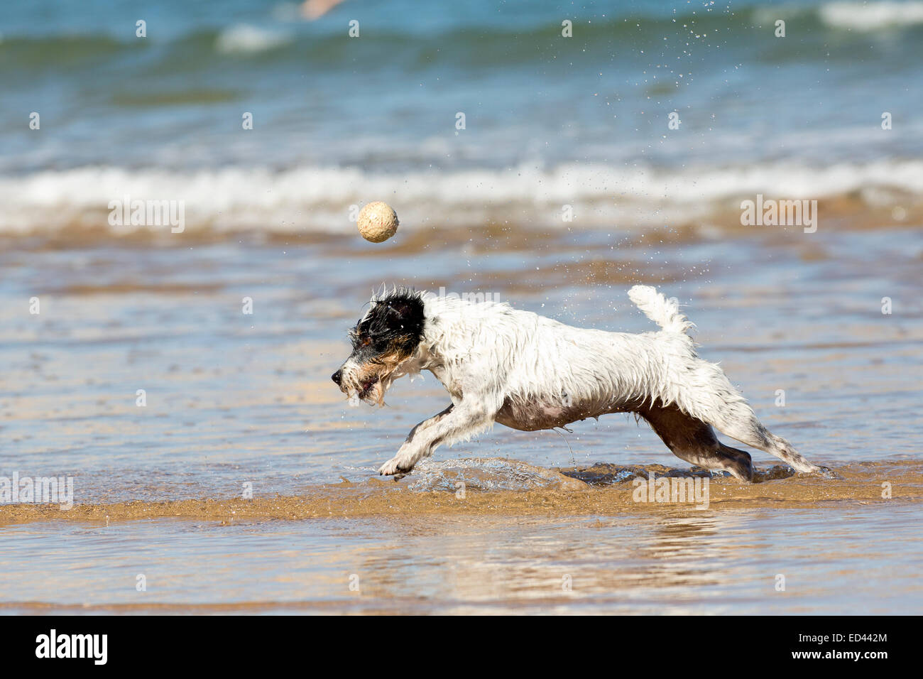 Dogs playing on the beach Stock Photo - Alamy