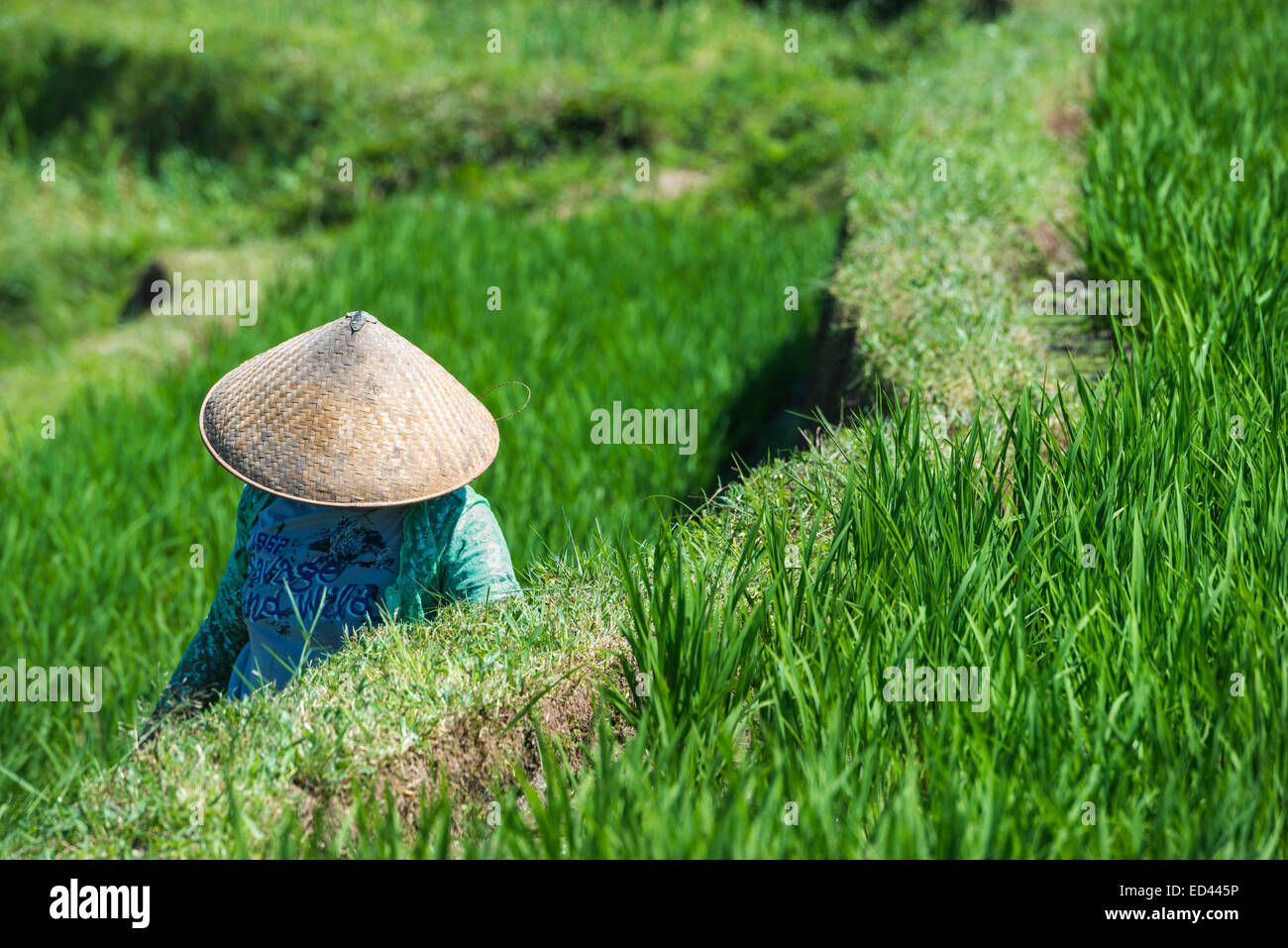 In rice terraces hi-res stock photography and images - Alamy