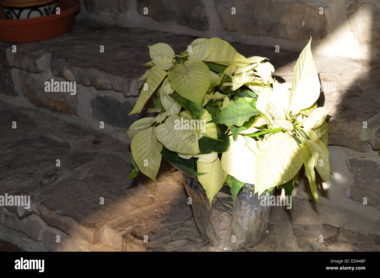 Poinsettia plant hi-res stock photography and images - Alamy