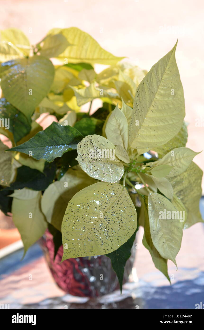 White poinsettia hi-res stock photography and images - Alamy