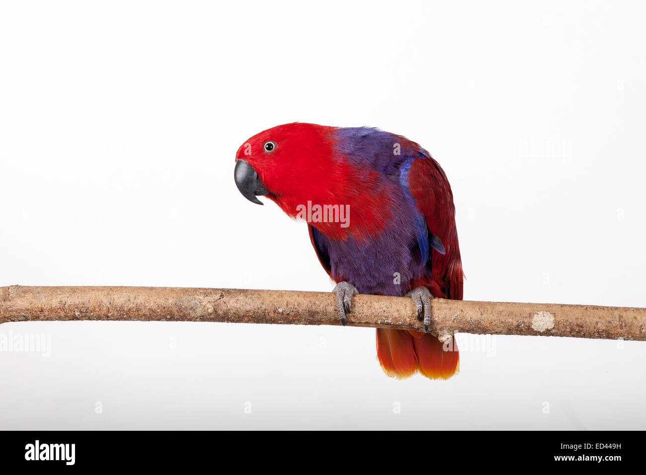 Female Eclectus Parrot High Resolution Stock Photography and Images - Alamy