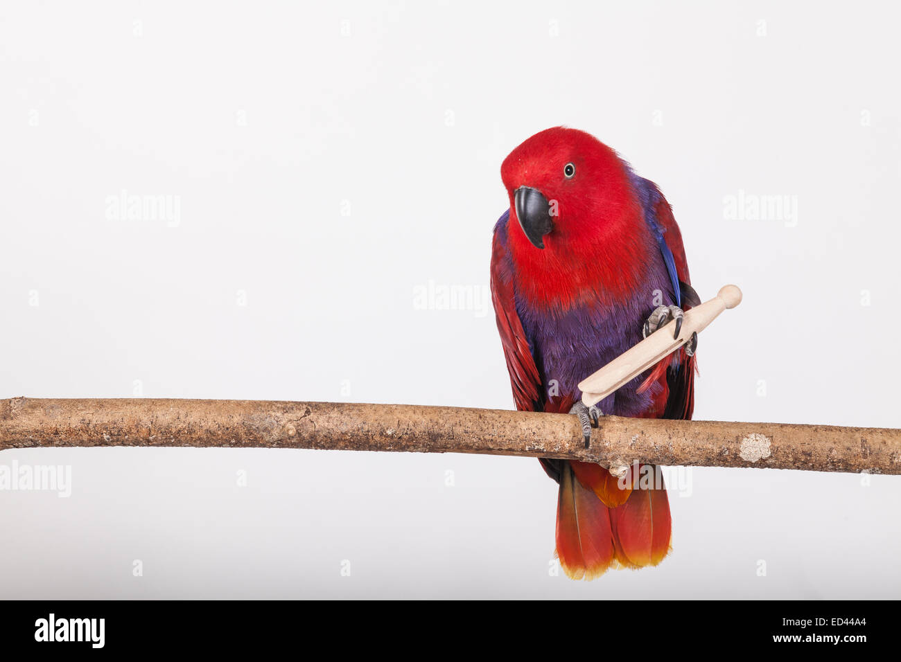 Red female bird hi-res stock photography and images - Alamy