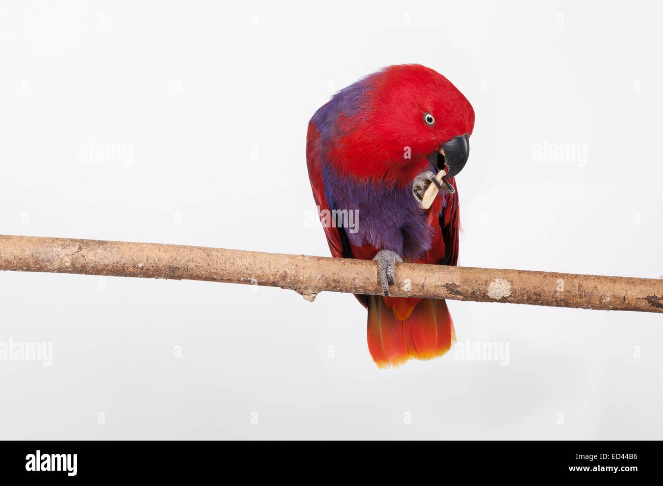 Female Eclectus parrot eating banana chip which she is holding in her ...