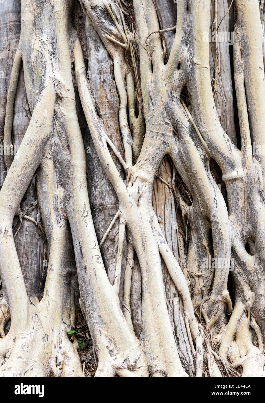Complex roots of large banyan tree in the ancient temple Stock Photo ...