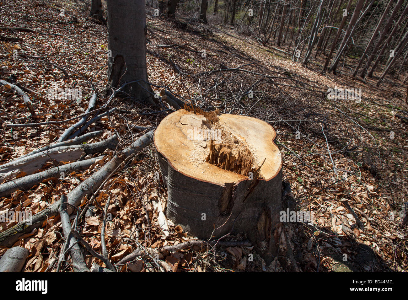 Logging of big trees in the forest before the spring Stock Photo - Alamy