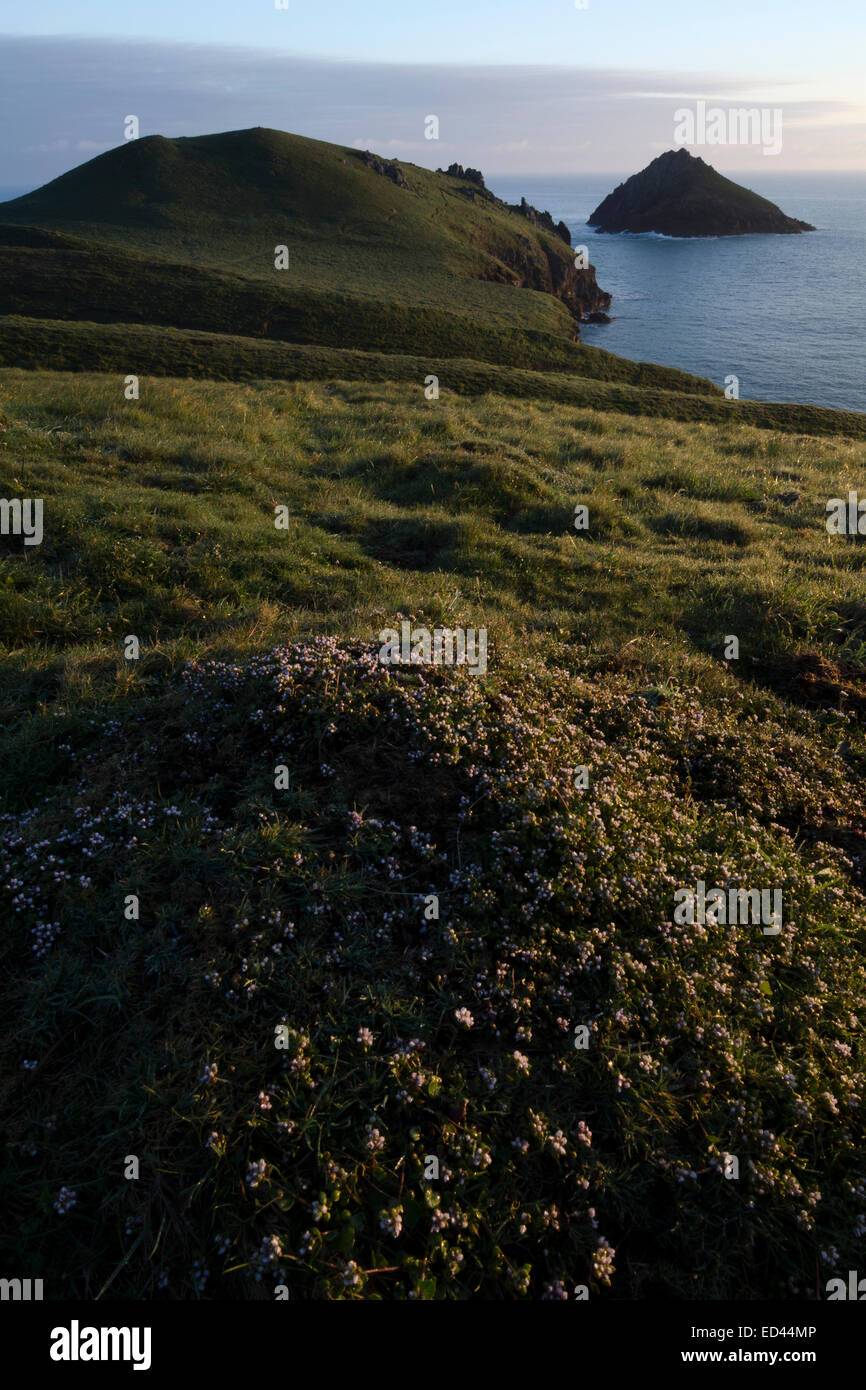 Trevone england hi-res stock photography and images - Alamy