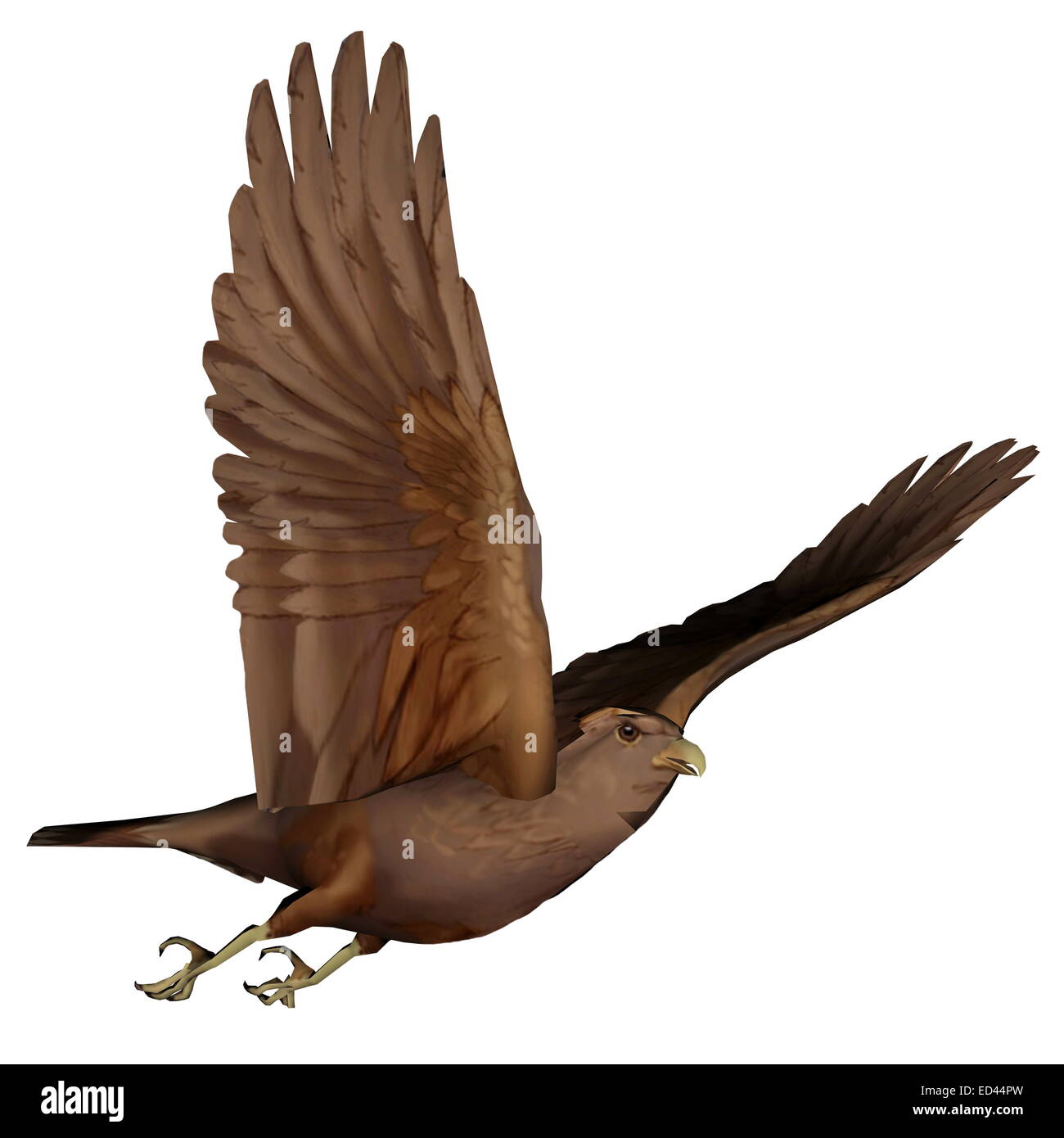 Beautiful hawk flying wings wide open in white background Stock Photo ...