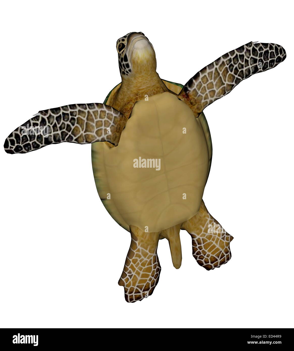 Sea turtle standing quietly in white background Stock Photo - Alamy