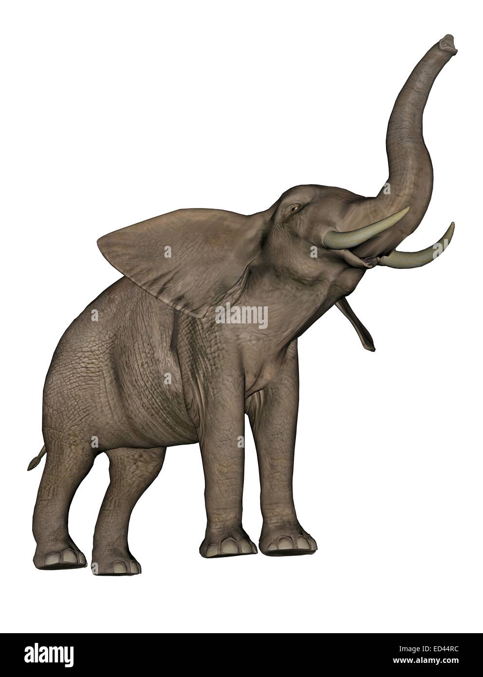Big beautfiul elephant trunk up in white background Stock Photo - Alamy