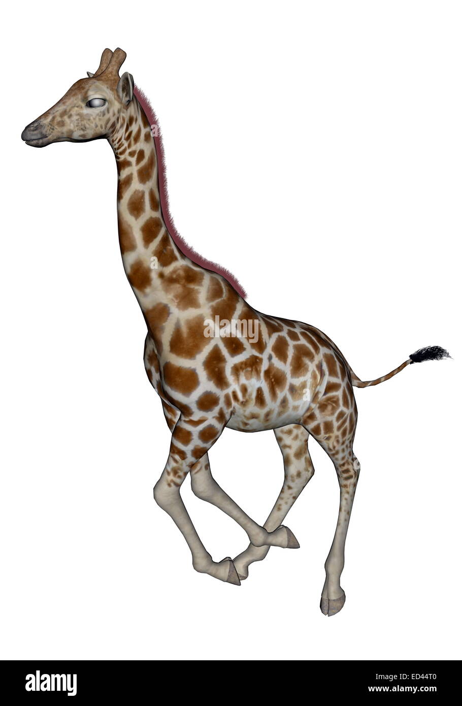 Leg straight Cut Out Stock Images & Pictures - Alamy